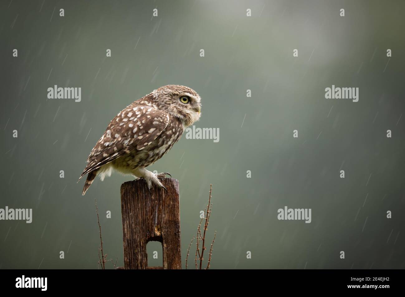 Owl bathing hi-res stock photography and images - Alamy