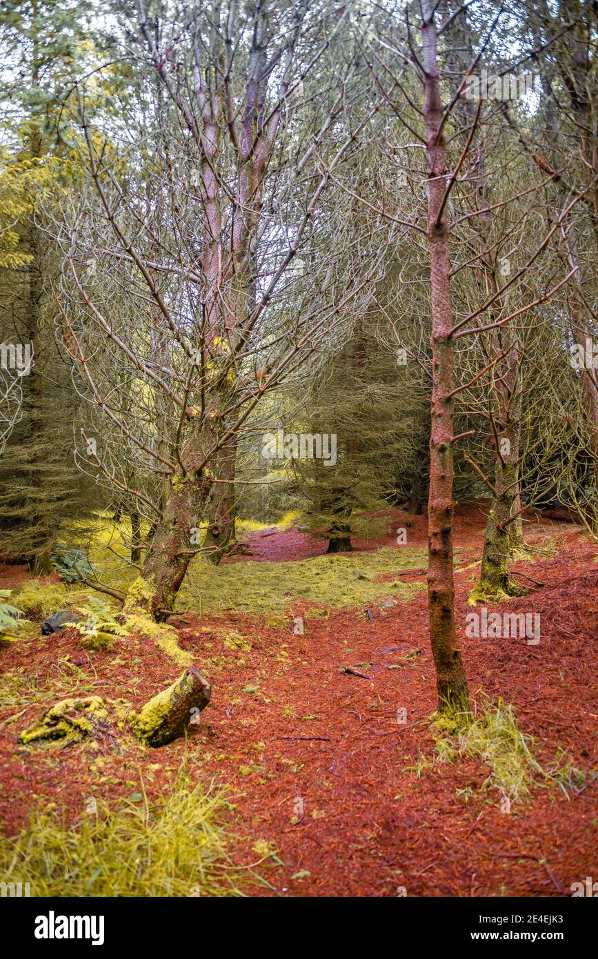 Magical fairytale forest with ancient evergreen trees, moos and lichen ...