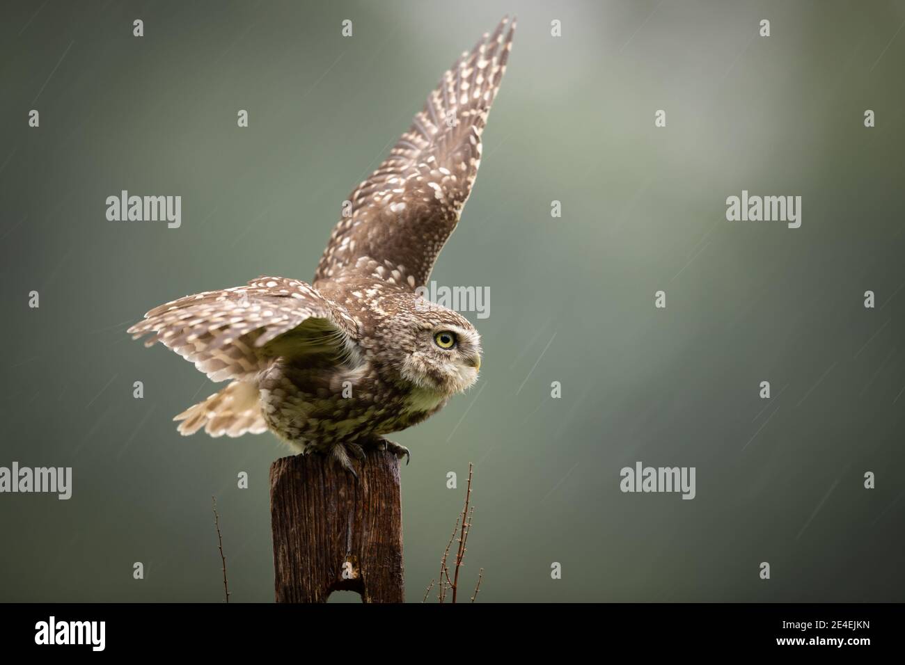 Owl bathing hi-res stock photography and images - Alamy