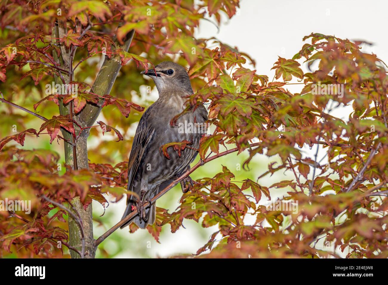 Closeup of a young starling bird sitting on the twig of a tree Stock ...