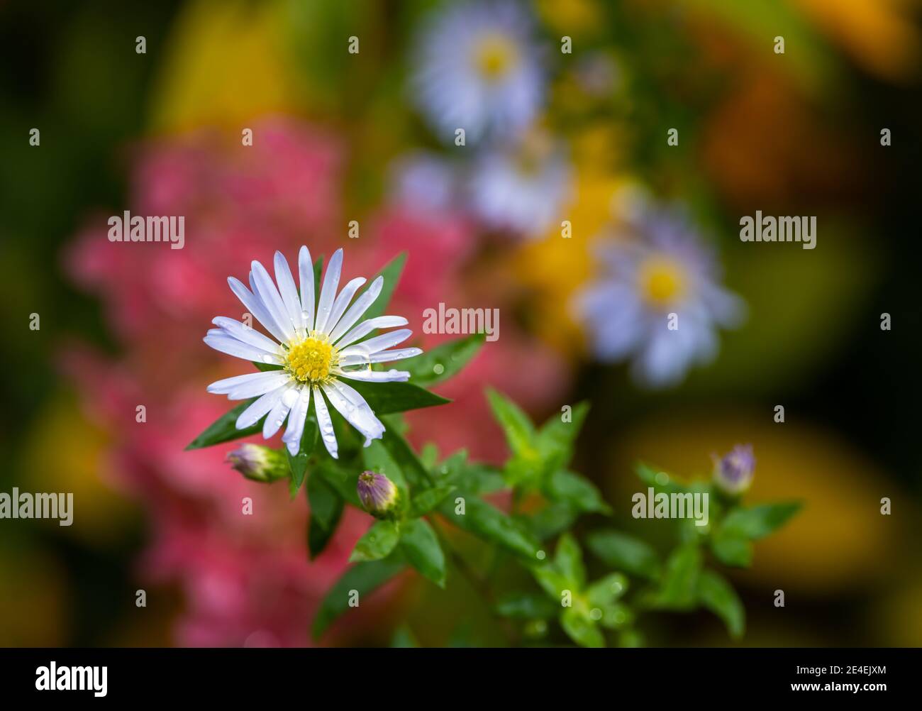 Blue aster flower hi-res stock photography and images - Alamy