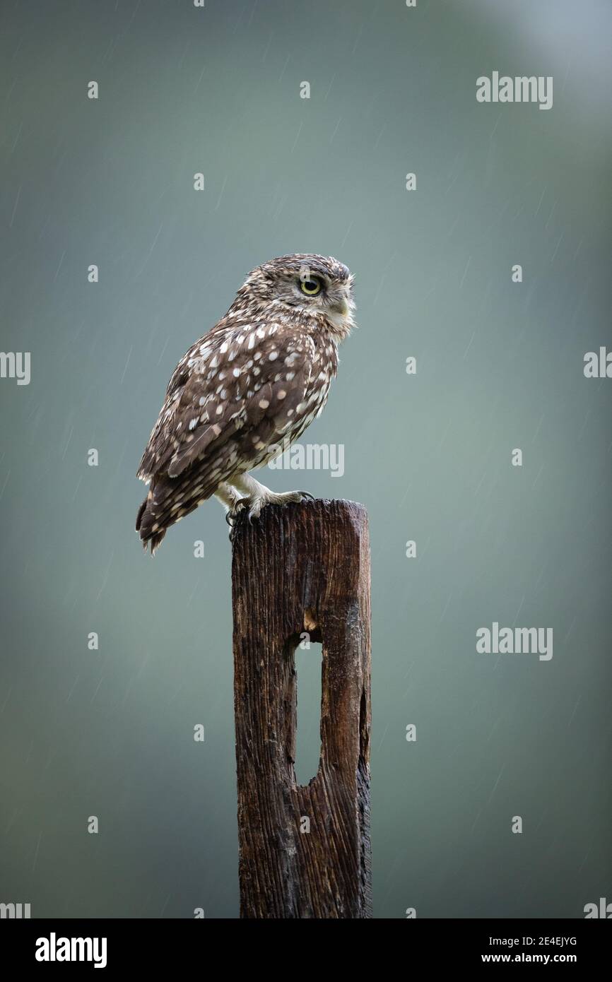Rain Bathing Owl Stock Photo - Alamy