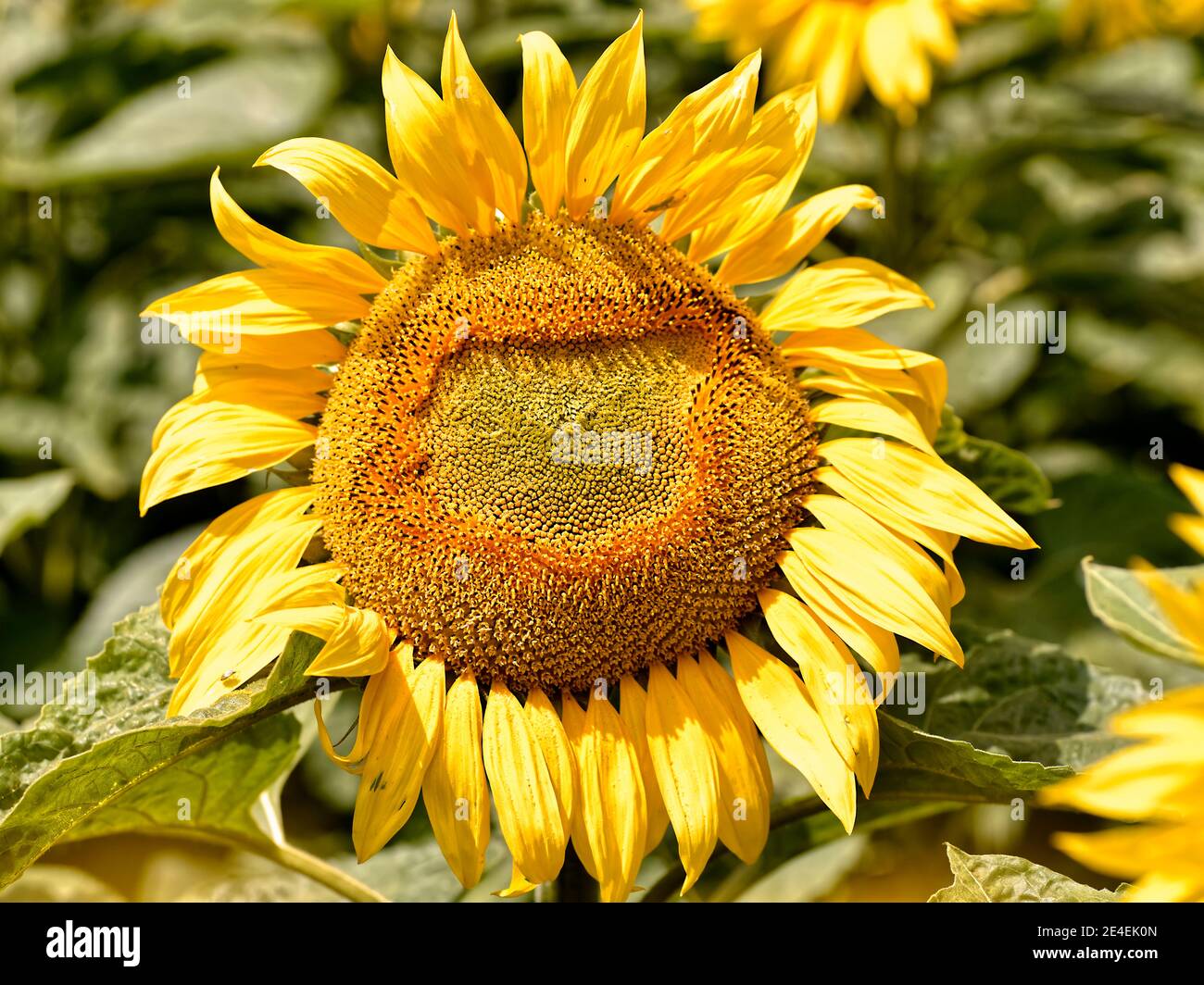 Helianthus stem hi-res stock photography and images - Alamy