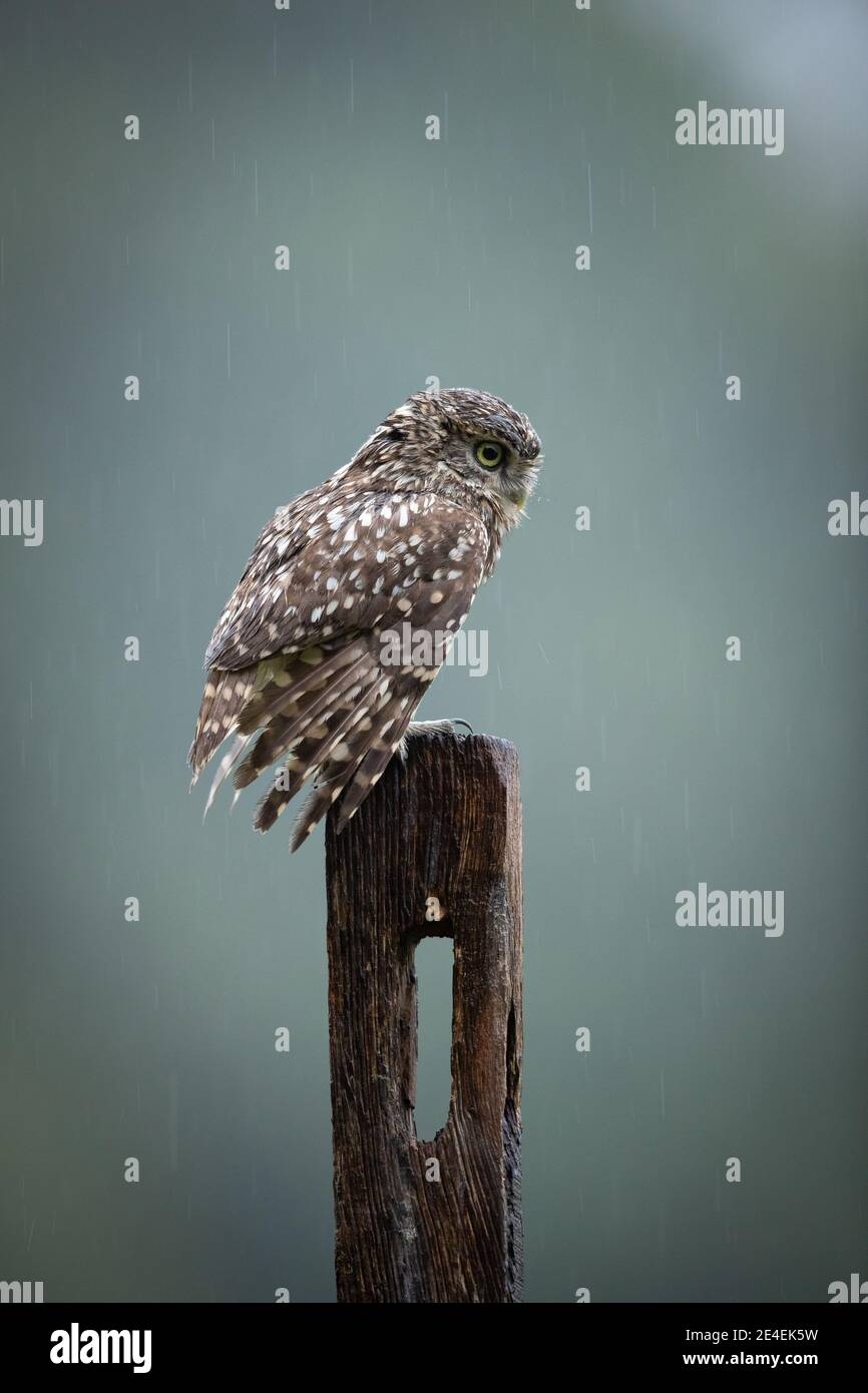 Owl bathing hi-res stock photography and images - Alamy