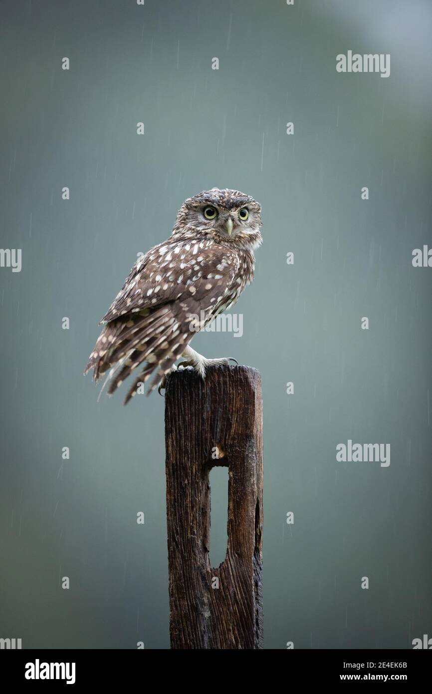 Wet owl hi-res stock photography and images - Alamy