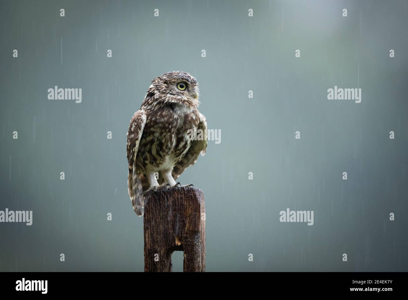 Owl bathing hi-res stock photography and images - Alamy