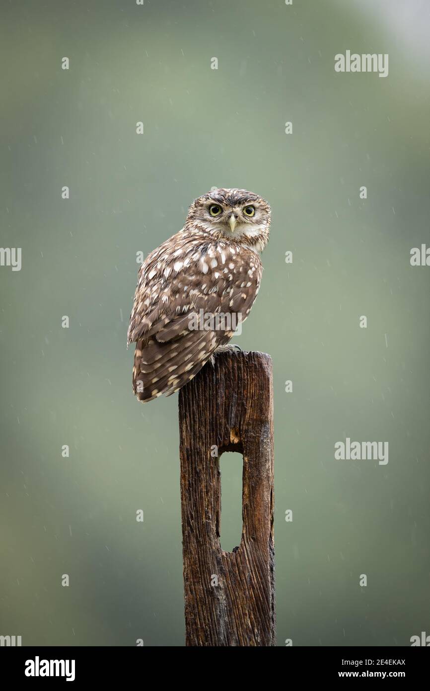 Rain Bathing Owl Stock Photo - Alamy