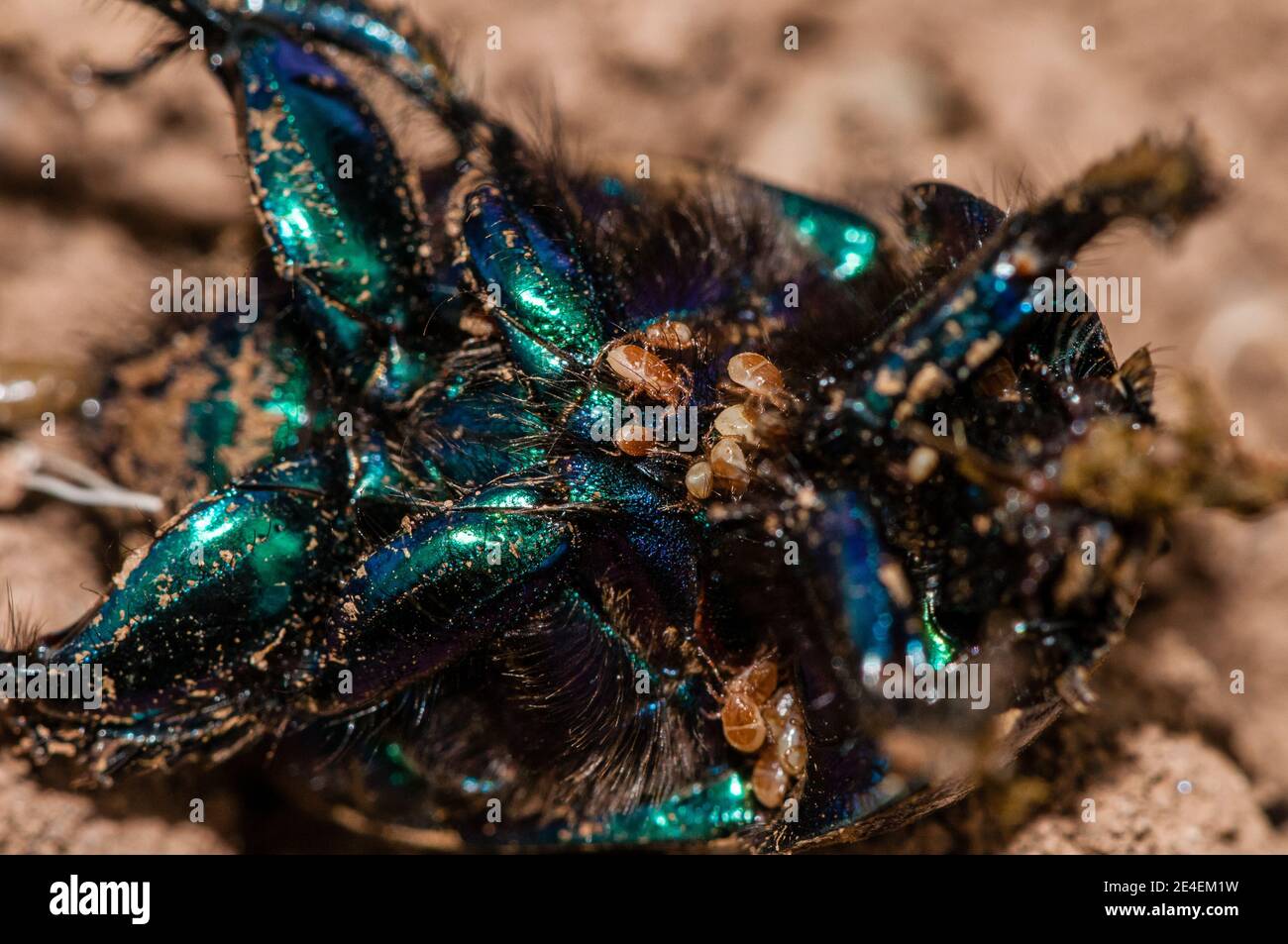 Geotrupes sp hi-res stock photography and images - Alamy