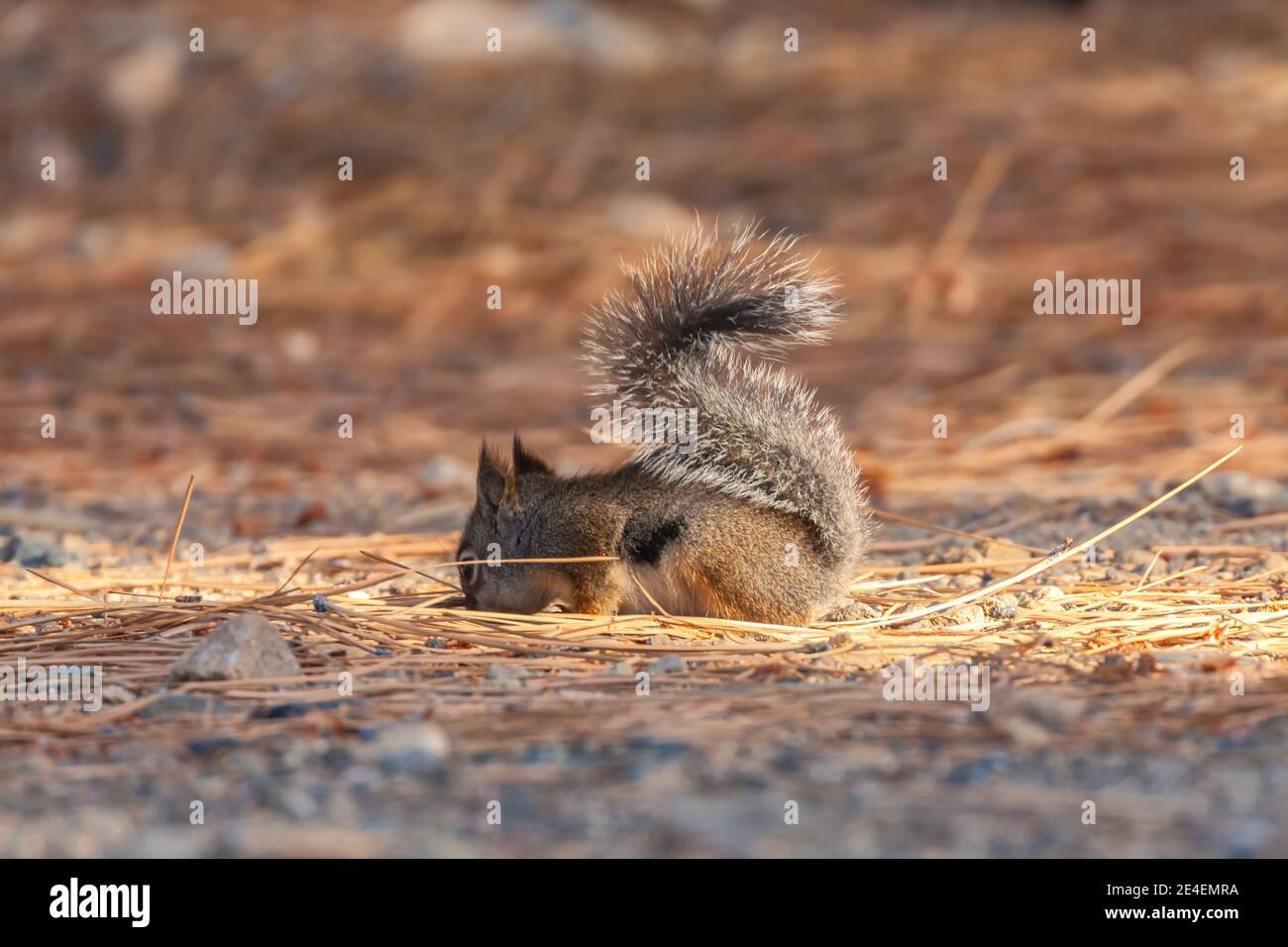 Douglas' Squirrel Tamiasciurus douglasii forage for pine nut on forest ...