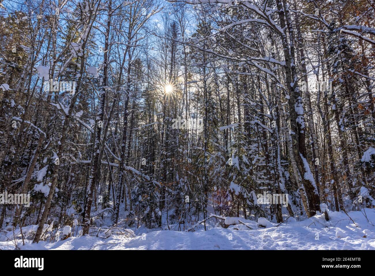 A snowy landscape in the Chequamegon National Forest in northern ...