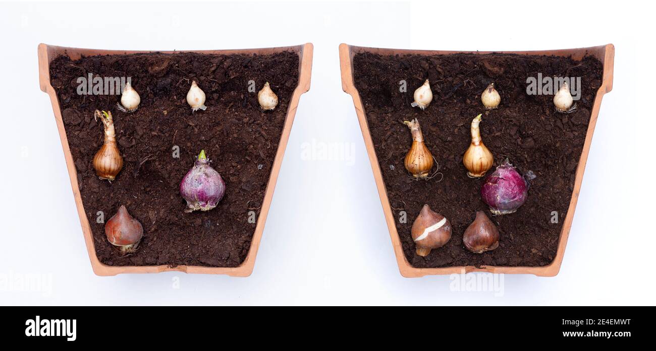 Bulb Layering Container High Resolution Stock Photography and Images ...