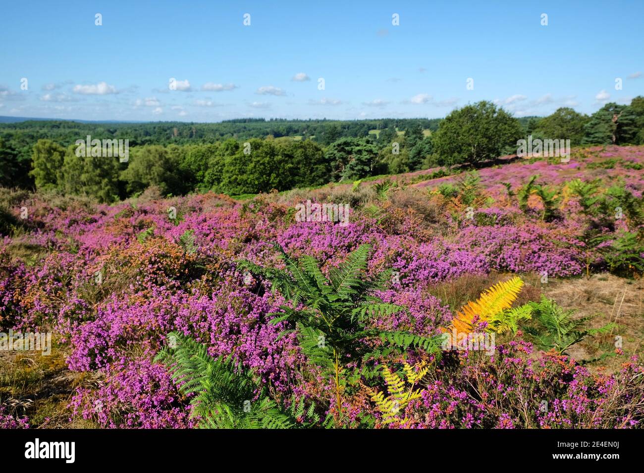 Puttenham surrey hi-res stock photography and images - Alamy