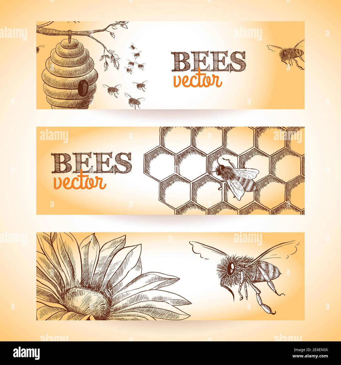 Honey Bee Nest Vector