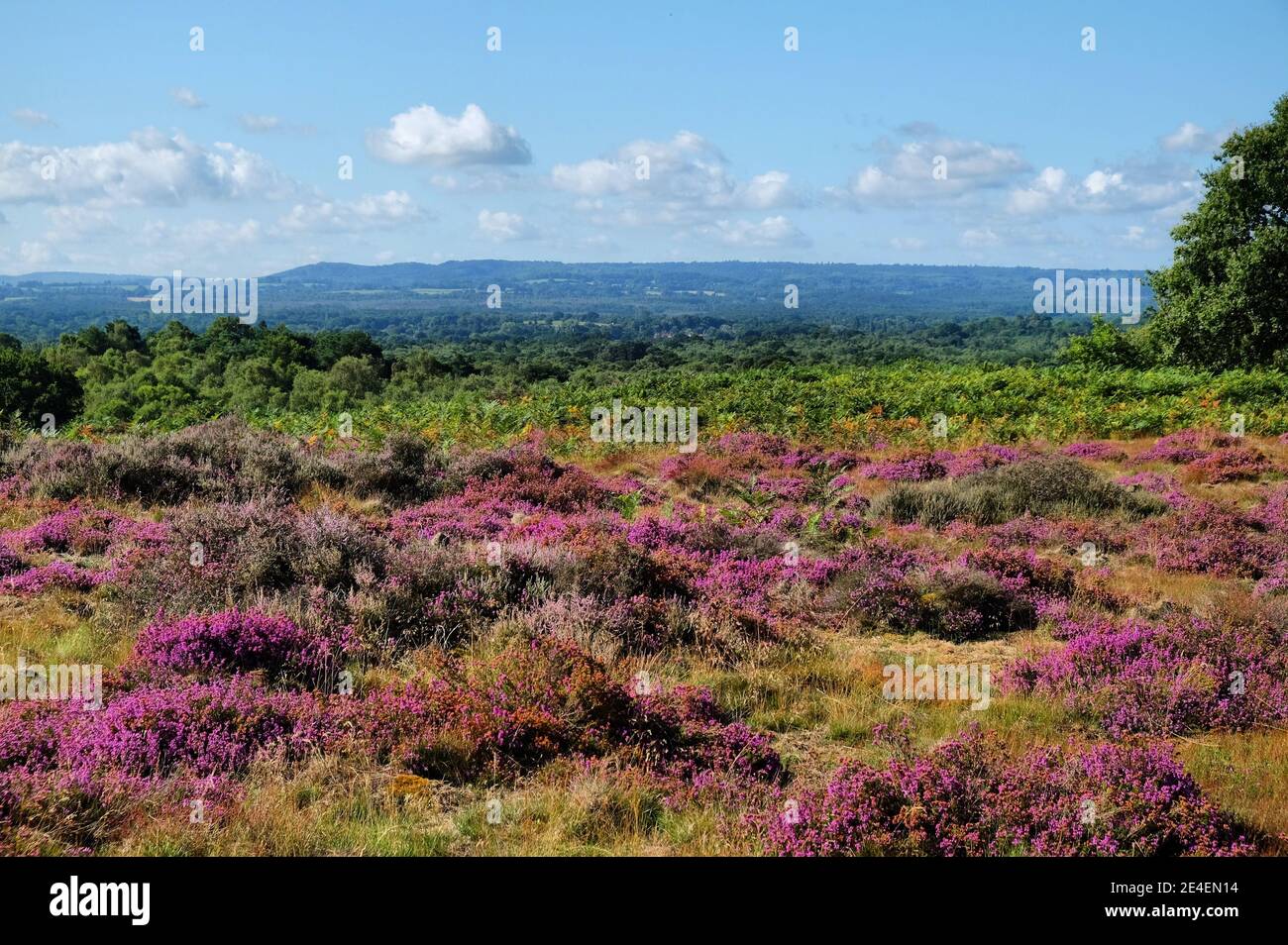 Puttenham surrey hi-res stock photography and images - Alamy