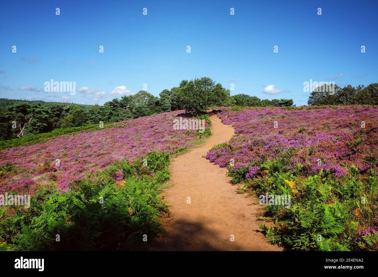 Lowland heath surrey hi-res stock photography and images - Alamy