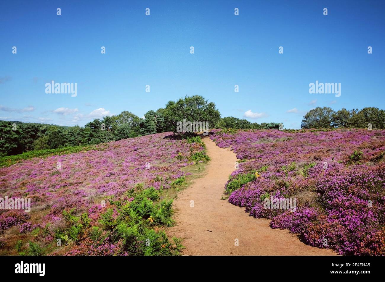 Heather in bloom on lowland hi-res stock photography and images - Alamy