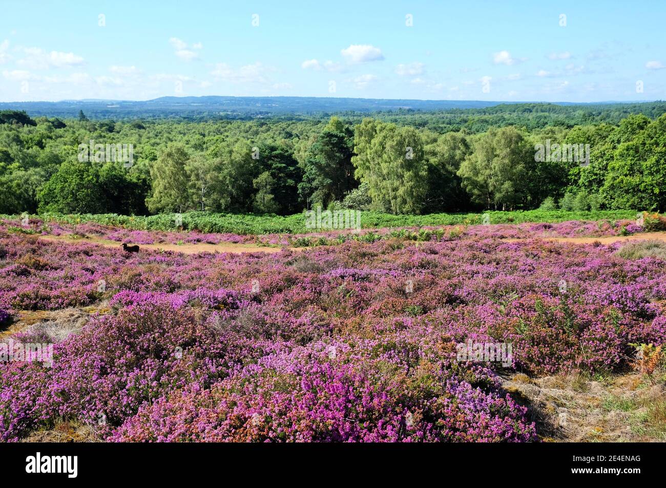 Puttenham surrey hi-res stock photography and images - Alamy