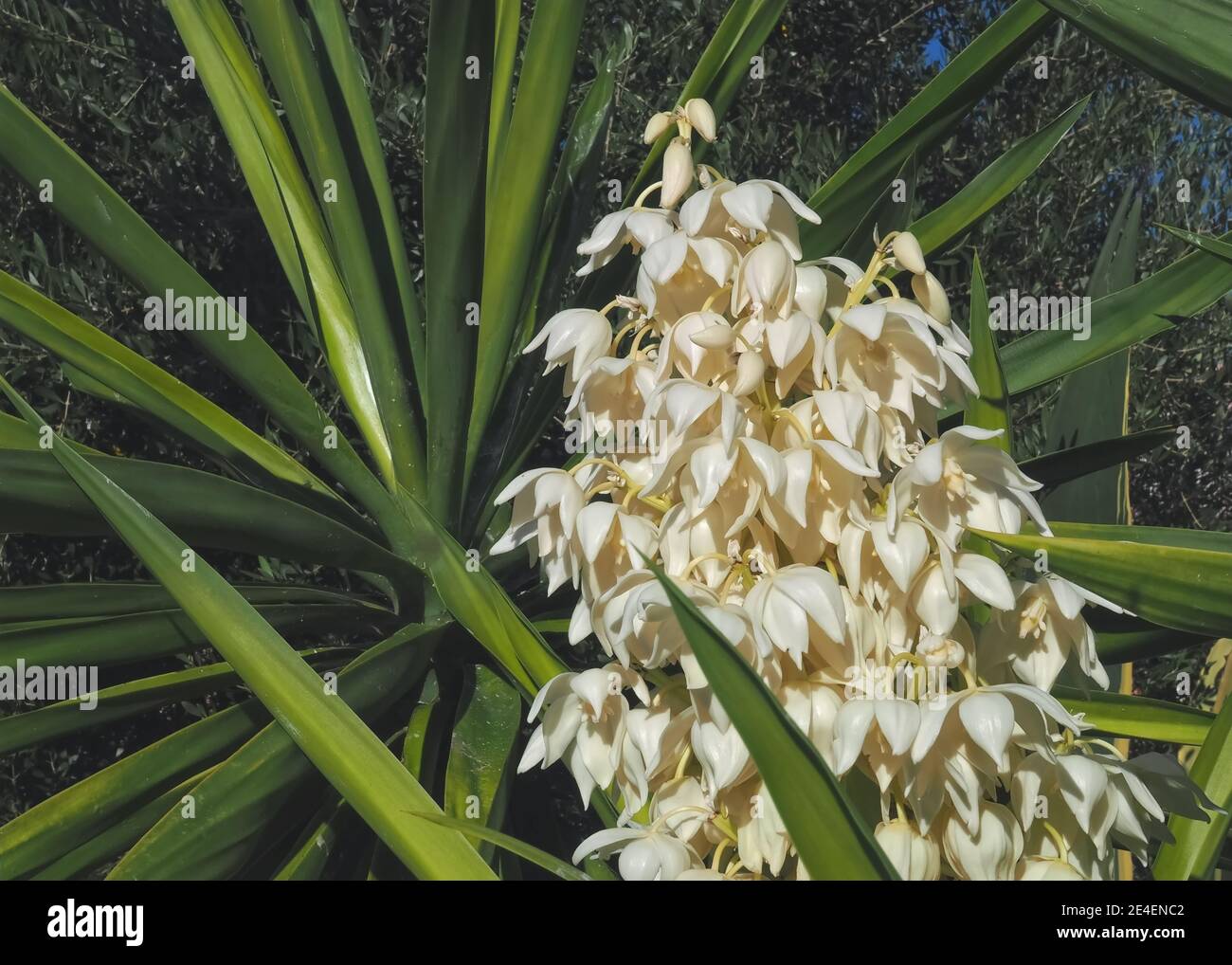 Yucca Palms High Resolution Stock Photography and Images - Alamy