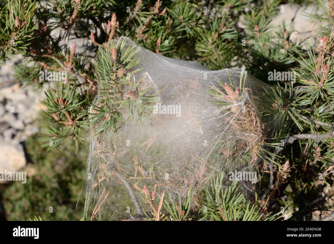 Silken Nest or Silk Nest known as Tents of the Pine Processionary ...