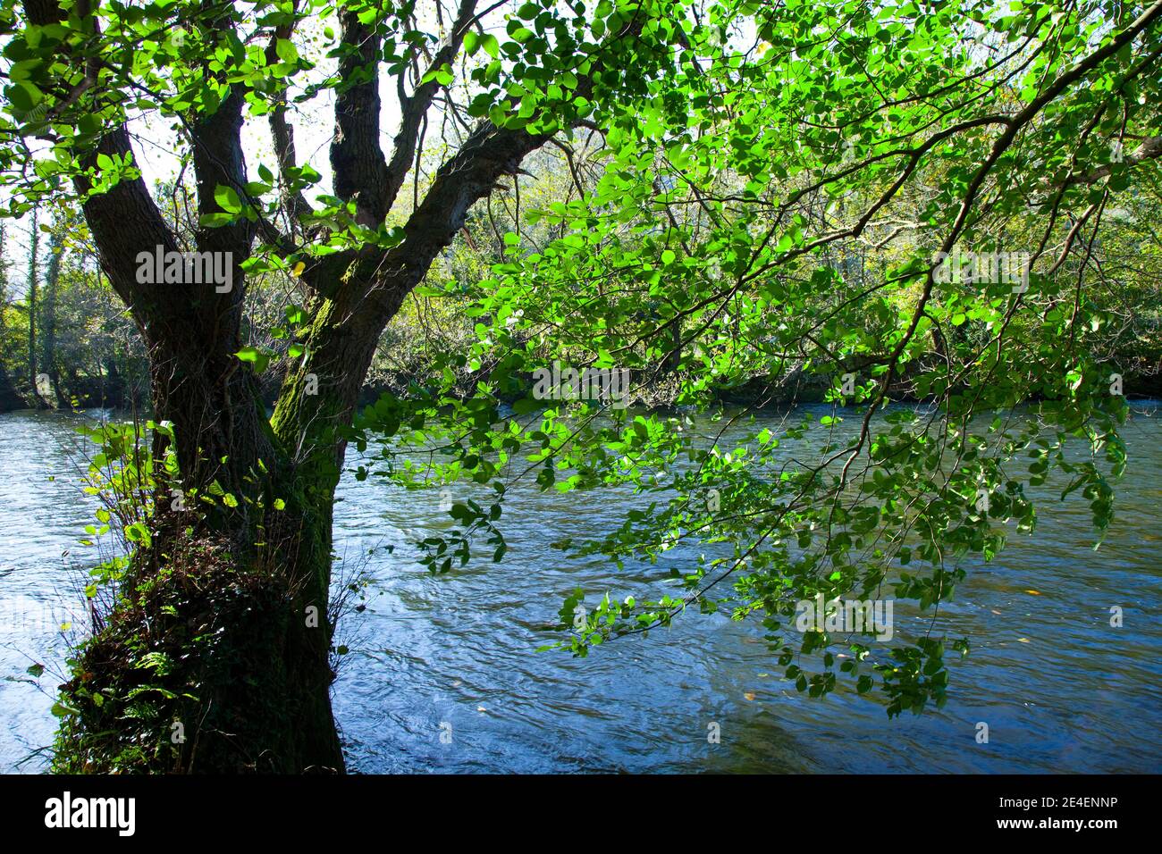 Río Narcea,,tramo medio alrededor de Oviñana, Asturias Stock Photo - Alamy