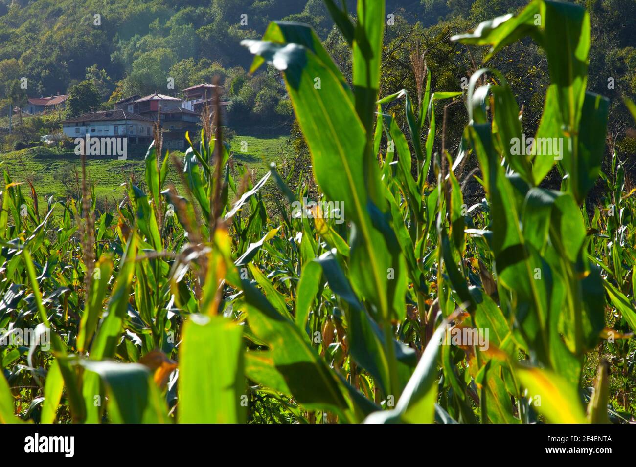 Maizal hi-res stock photography and images - Alamy