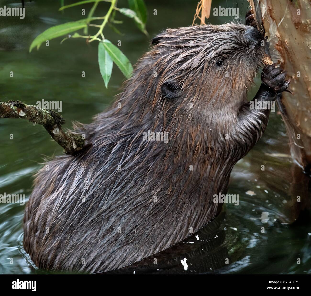 Beaver britain gnawing hi-res stock photography and images - Alamy
