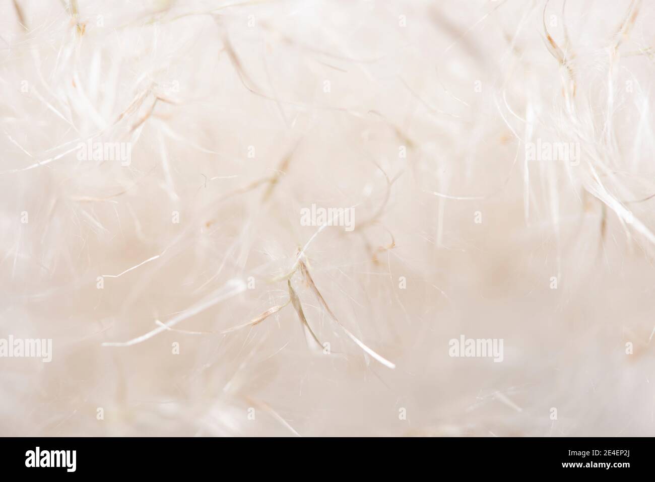 Soft beige pastels background, wedding, anniversary, valentines theme ...