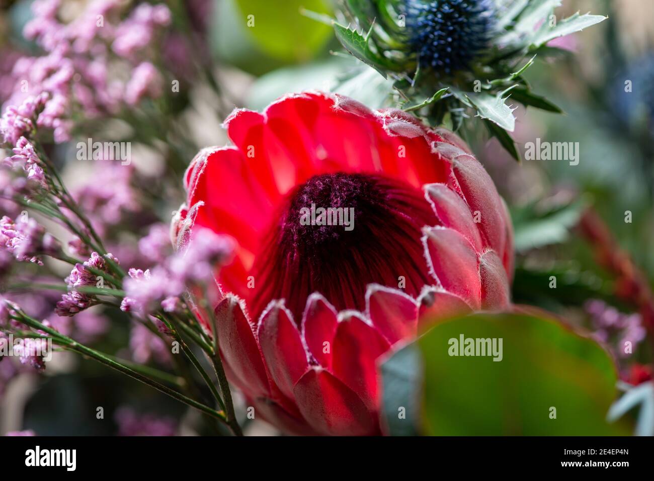 Dramatic head on close up hi-res stock photography and images - Alamy