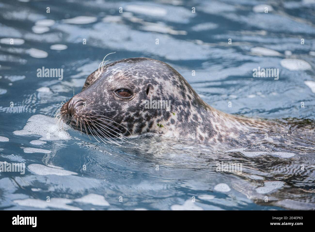Seal head shot hi-res stock photography and images - Alamy