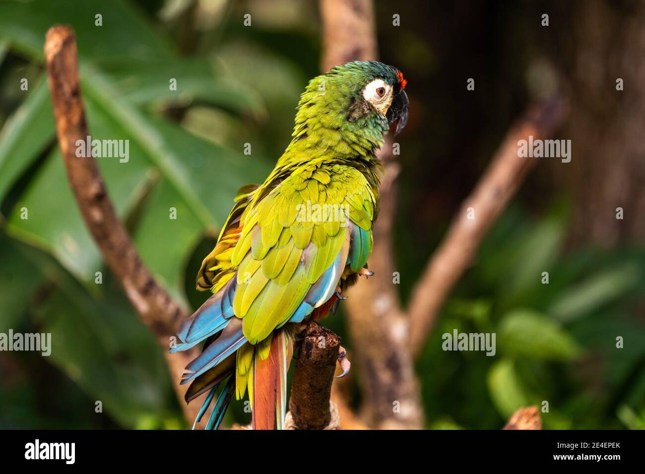Pied parrot hi-res stock photography and images - Alamy