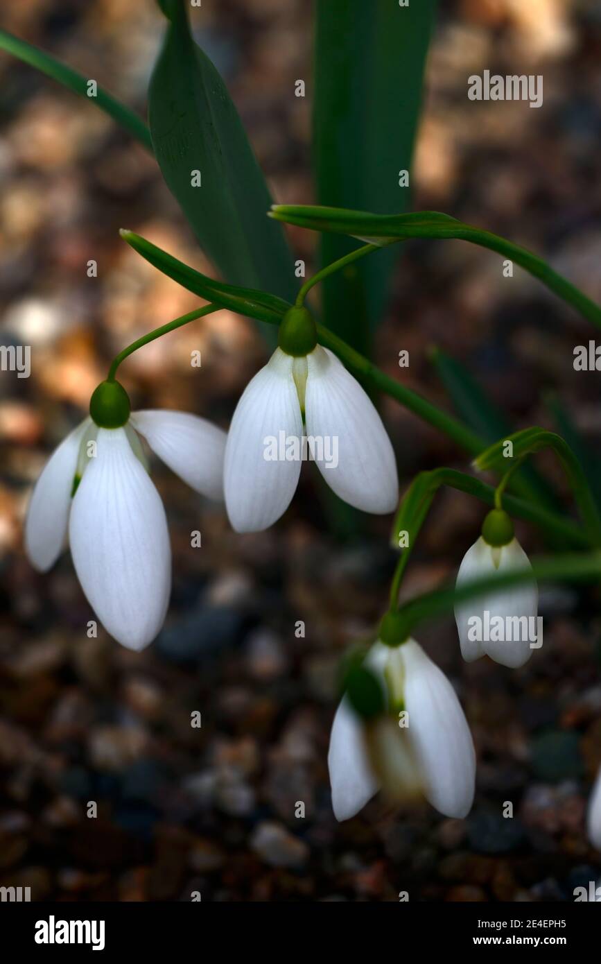 Galanthus Little Ben,early flowering snowdrop,early flowering snowdrops ...