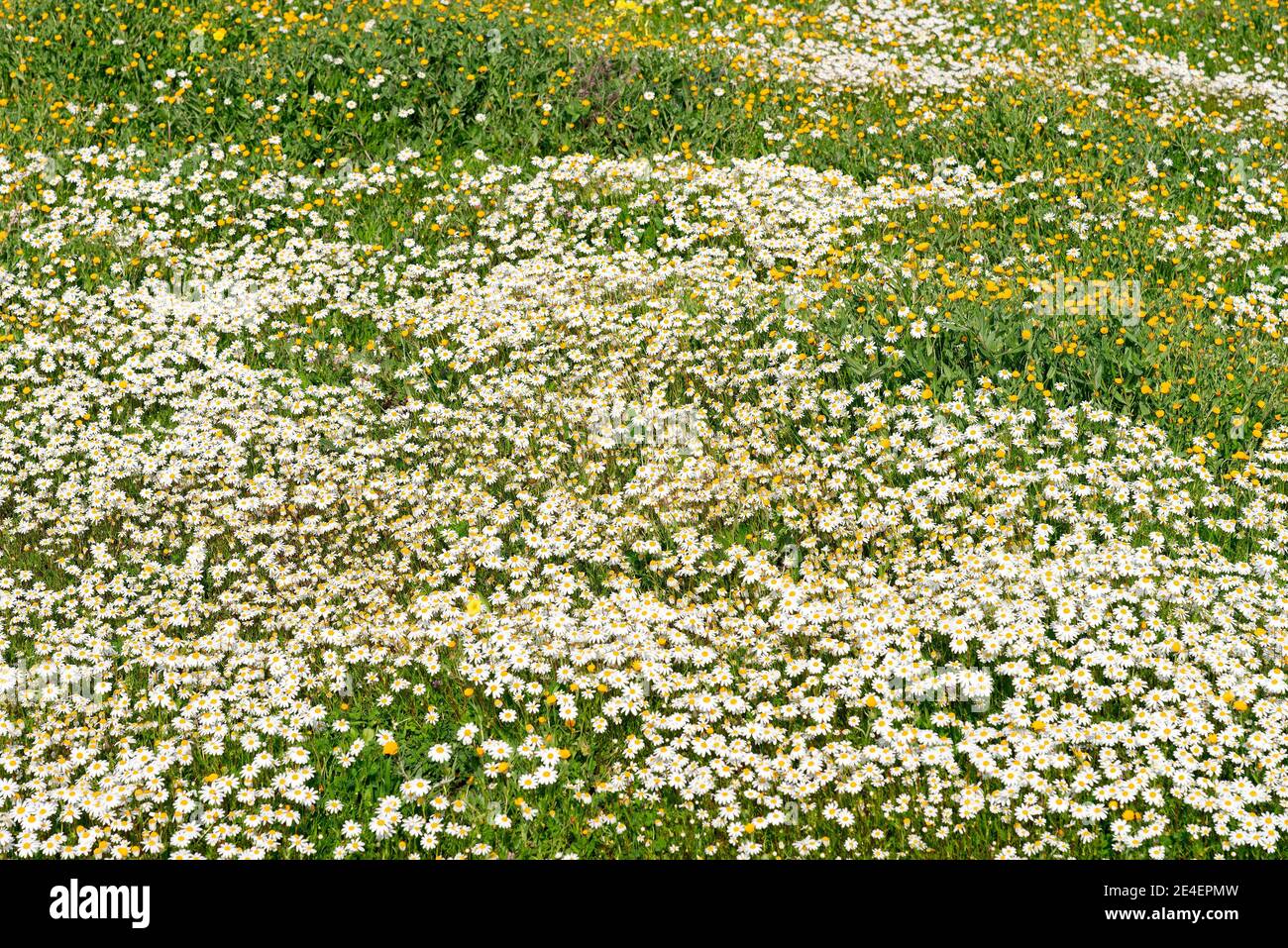 Flowery field of chamomile, aromatic and medicinal plant Stock Photo ...