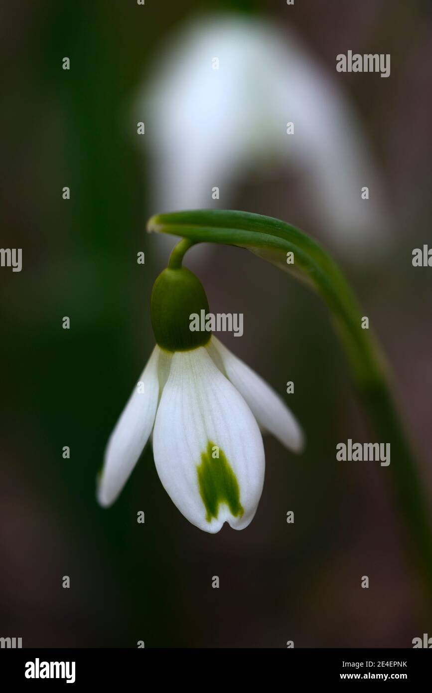Snowdrop bulbs hi-res stock photography and images - Alamy