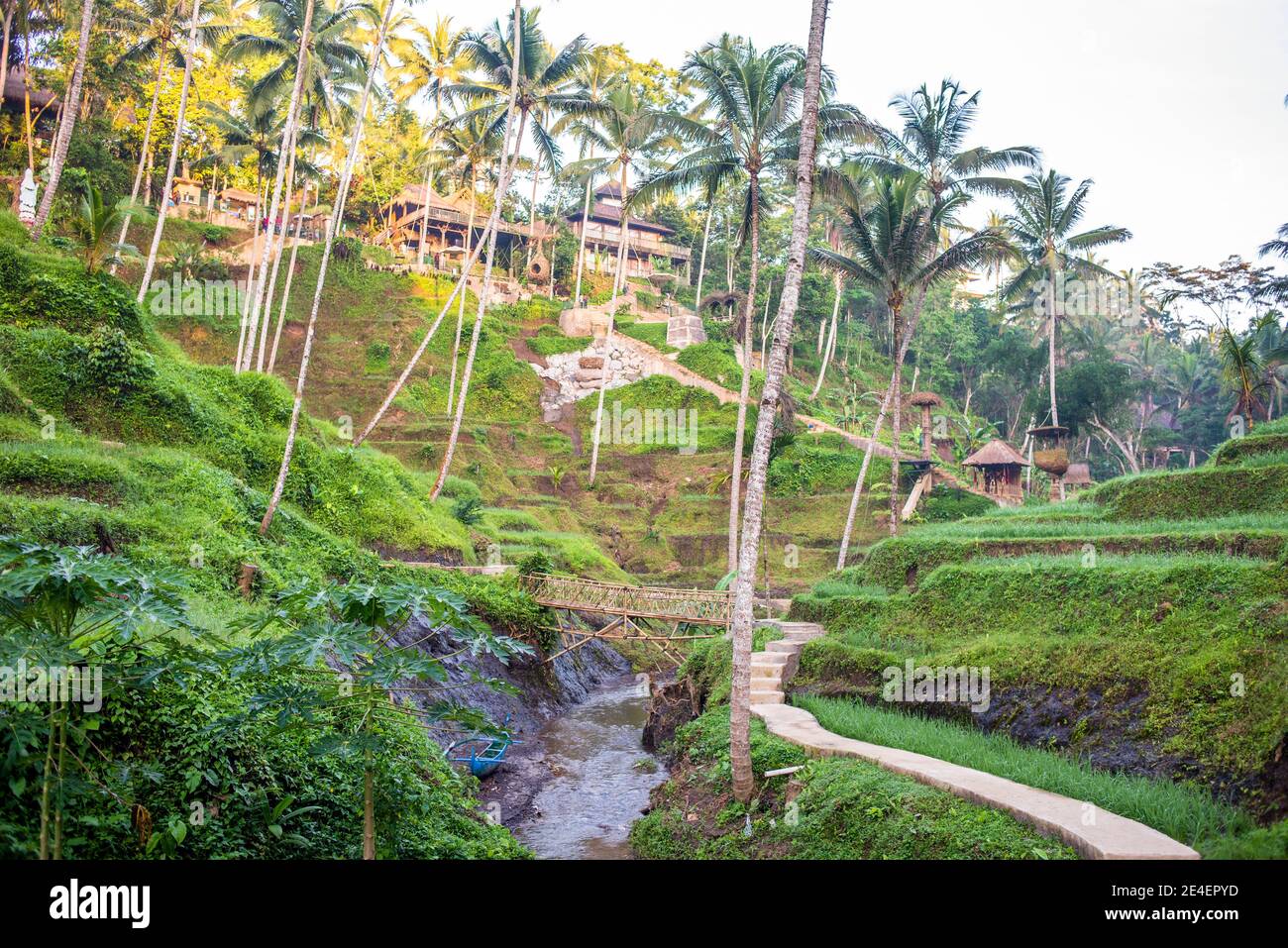 Kopi luwak farm and plantation in Ubud District, Bali, Indonesia. Kopi ...