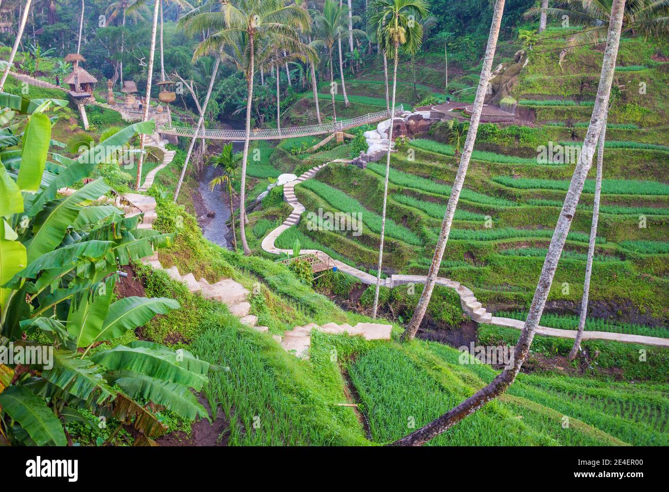 Kopi luwak farm and plantation in Ubud District, Bali, Indonesia. Kopi ...