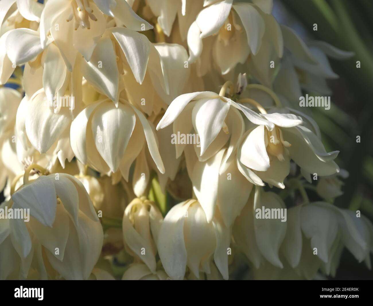 Yucca palms hi-res stock photography and images - Alamy