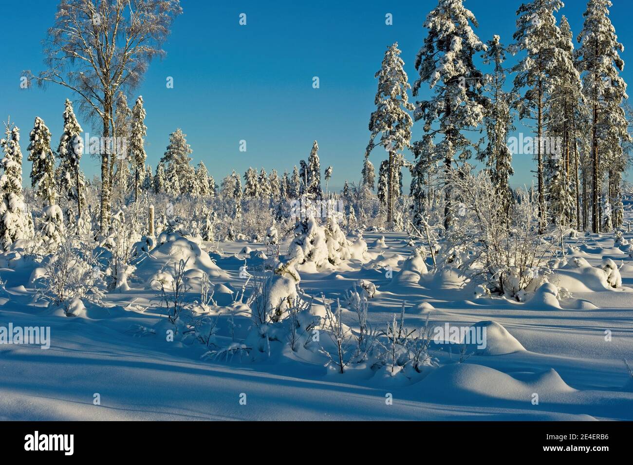 Sweden snow cabin trees hi-res stock photography and images - Alamy