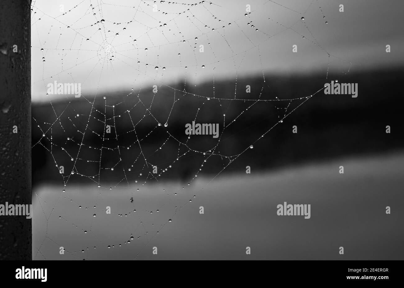 Spider in the car Black and White Stock Photos & Images - Alamy