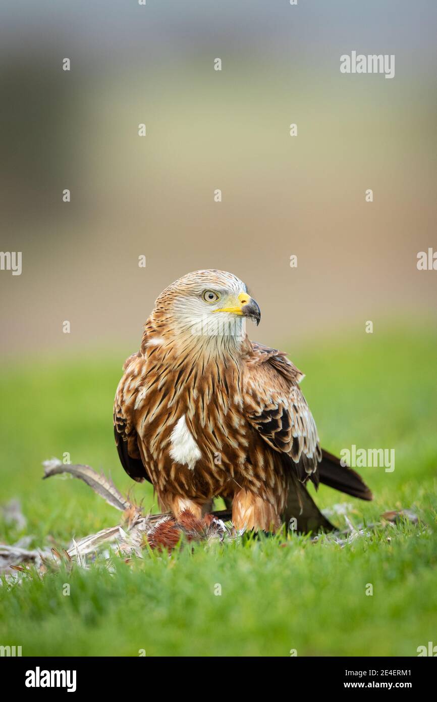Red Kite on the ground eating Stock Photo - Alamy