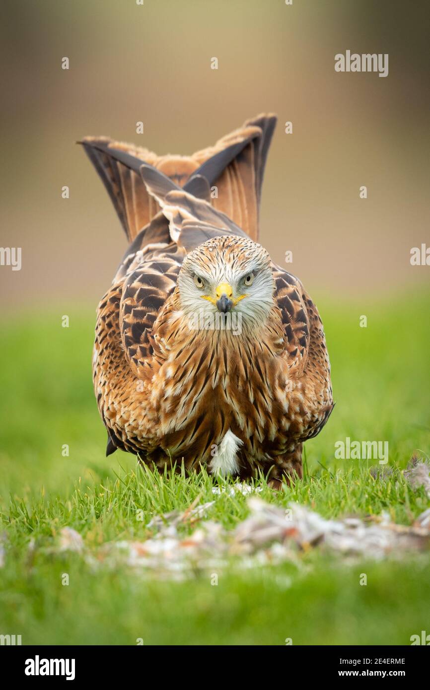 Kite red tail hi-res stock photography and images - Alamy