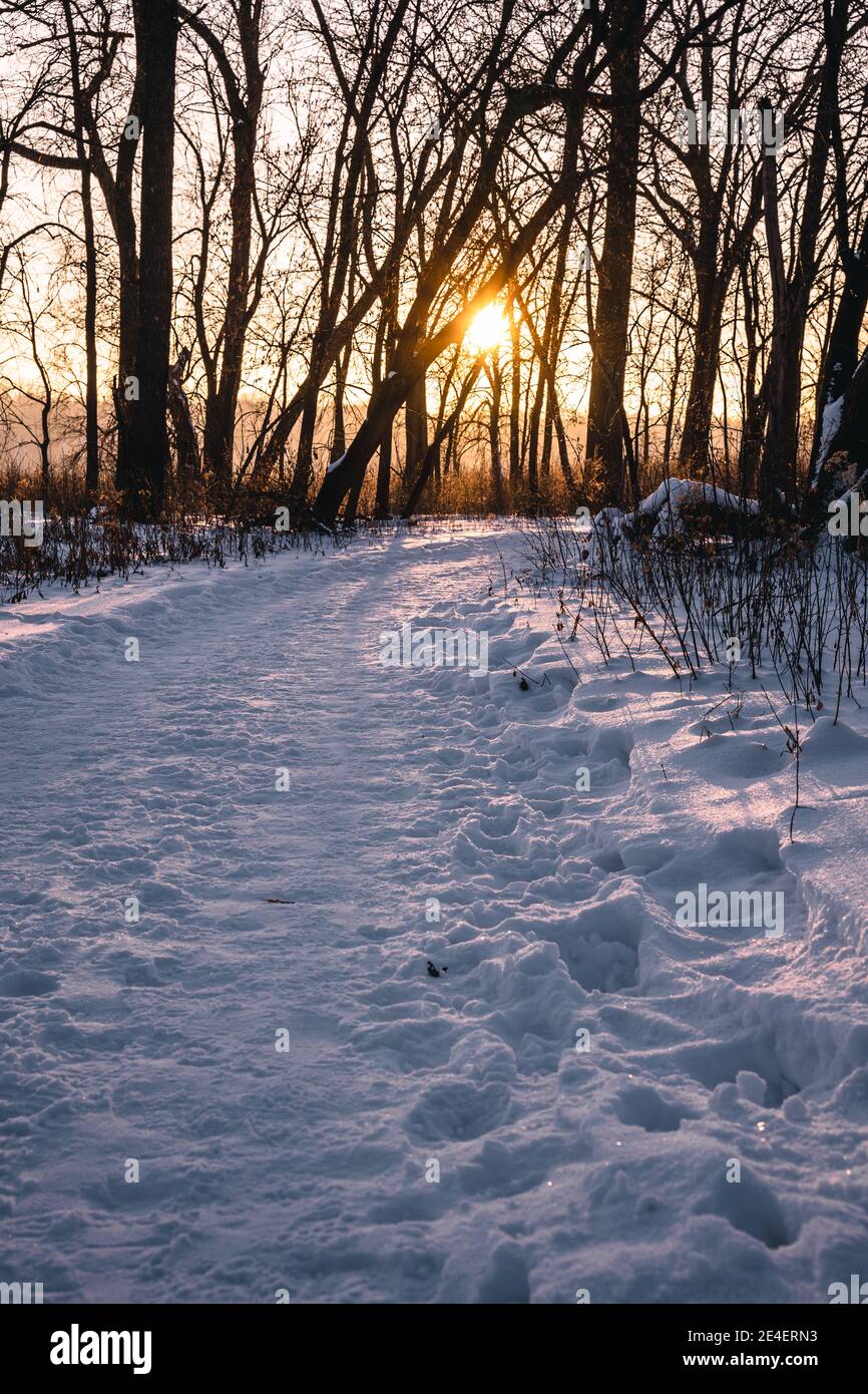 snow packed trail through the woods at sunset Stock Photo - Alamy
