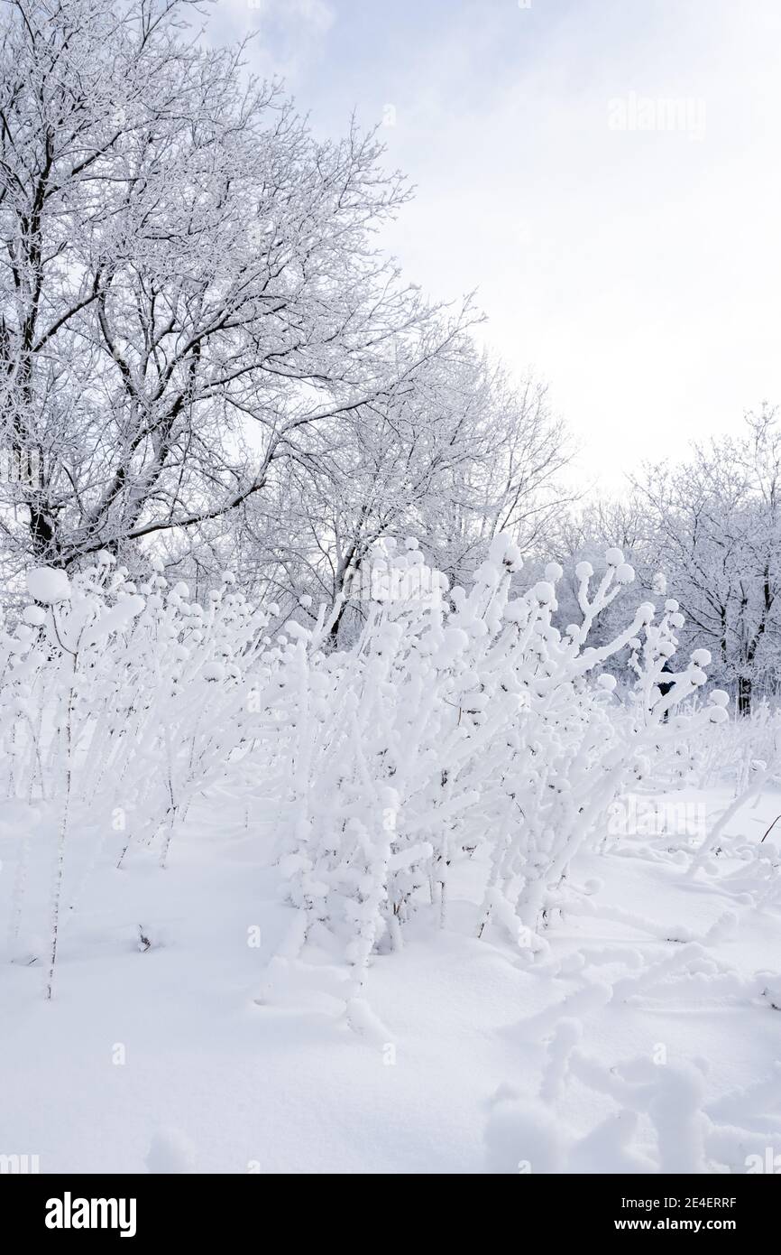 Underbrush with snow hi-res stock photography and images - Alamy