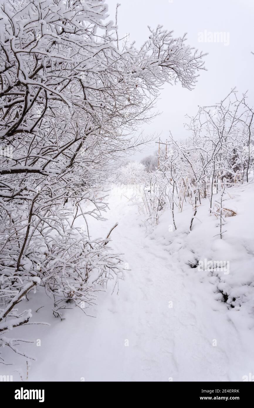 Park with trees and bushes covered in snow hi-res stock photography and ...