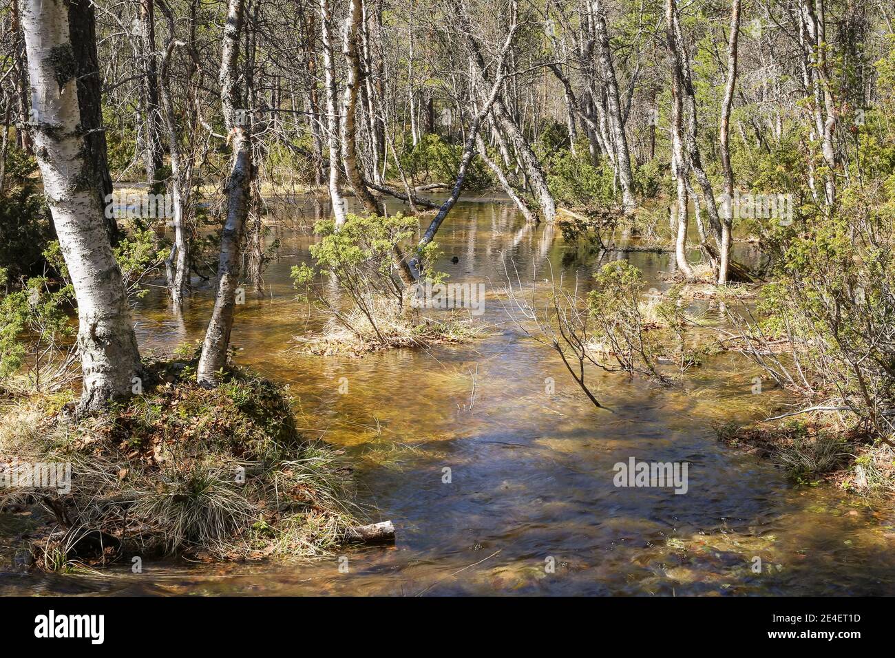 Spring flood at the swamp in the wild forest in Innerdalen ( Innset ...