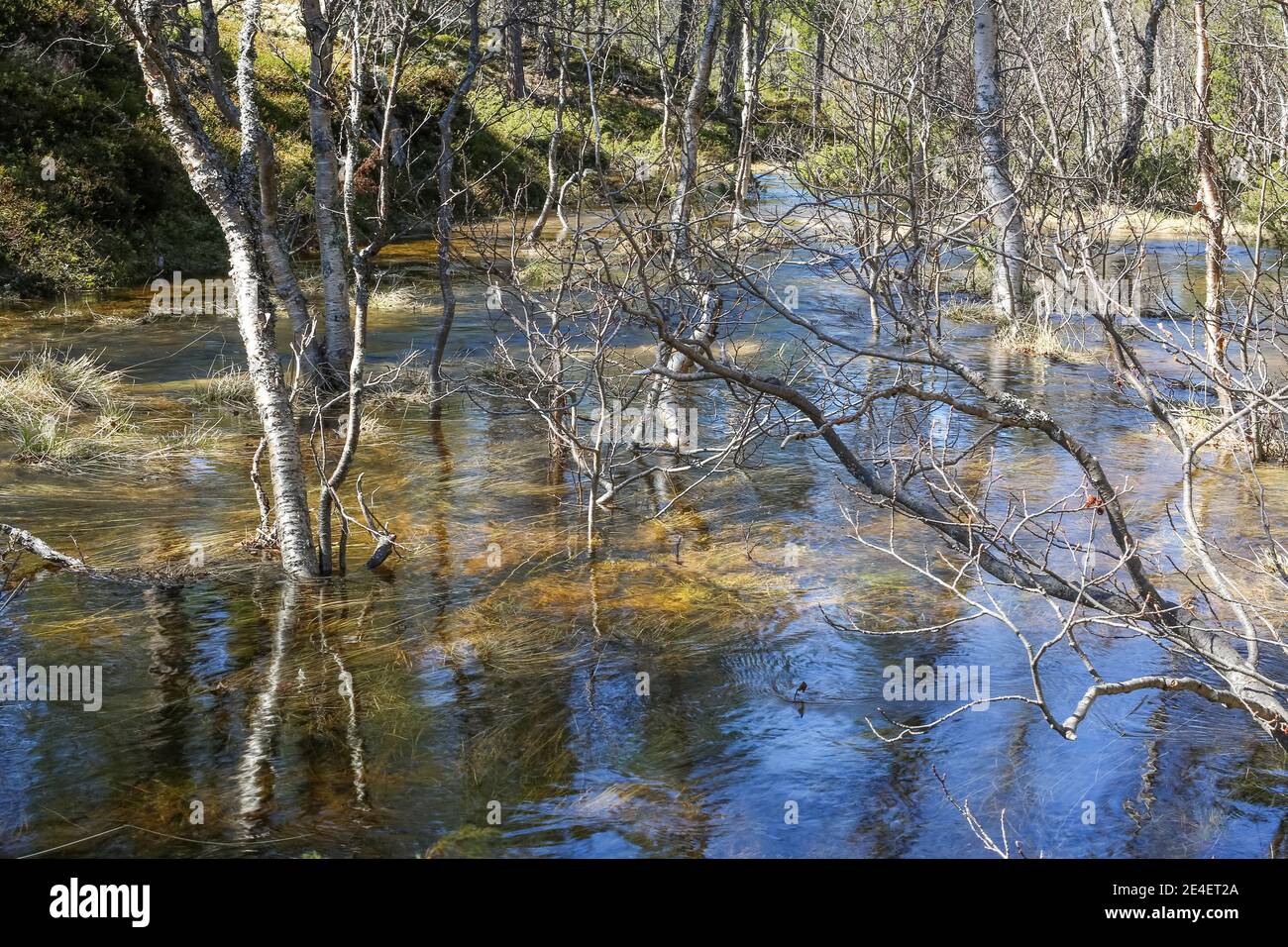 Spring flood at the swamp in the wild forest in Innerdalen ( Innset ...