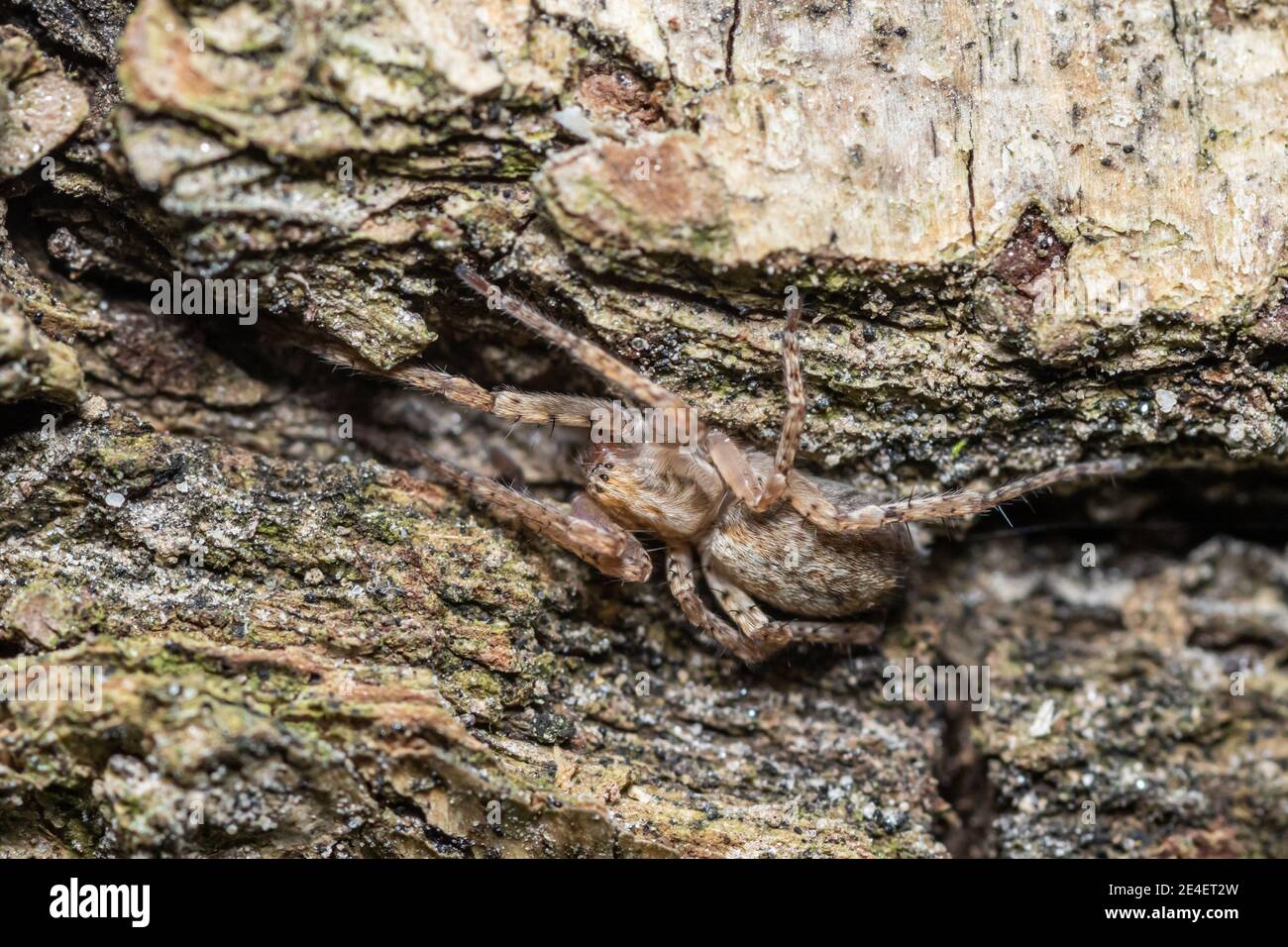 Anyphaena accentuata spider hiding in a tree trunk Stock Photo - Alamy