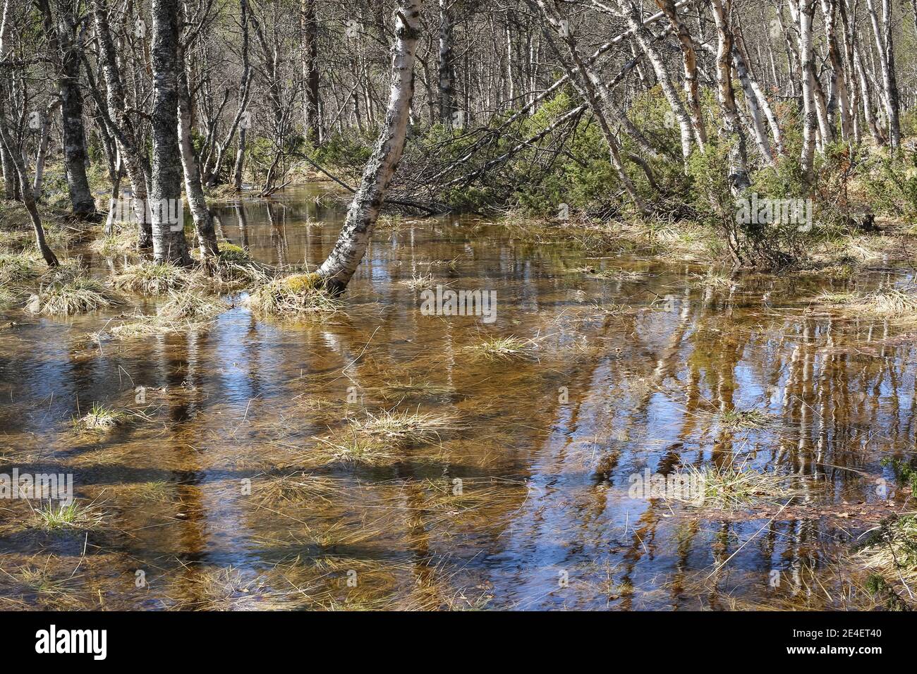 Spring flood at the swamp in the wild forest in Innerdalen ( Innset ...