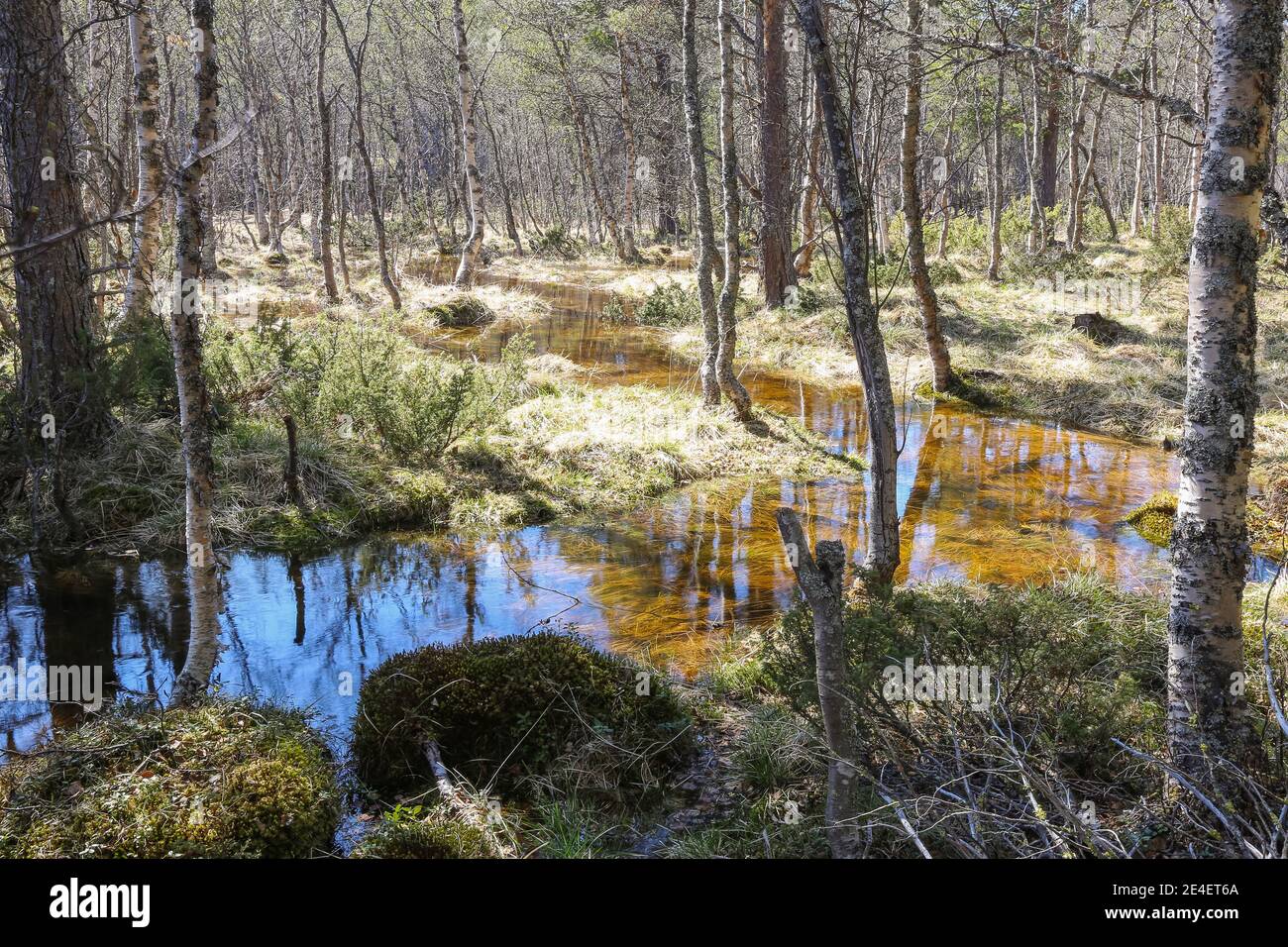 Spring flood at the swamp in the wild forest in Innerdalen ( Innset ...