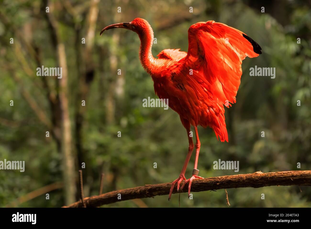 Eudocimus ruber, the IBIS bird red in the national birds Aves park ...