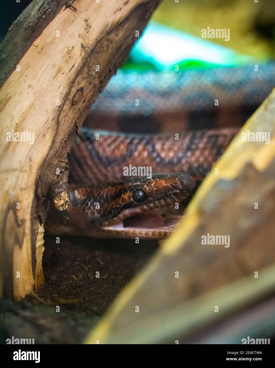 Brown unique snake in a terrarium on a blurry background Stock Photo ...